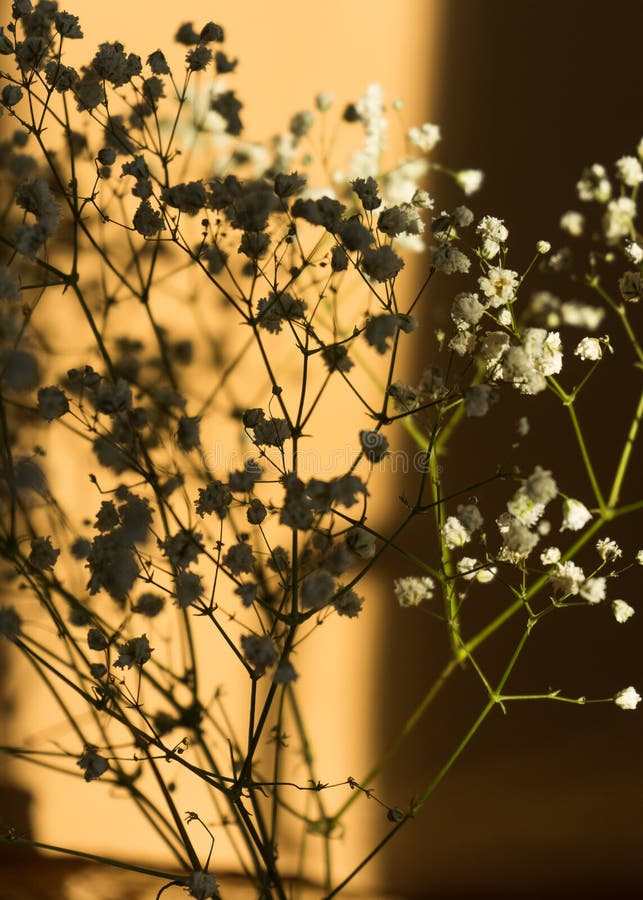Flowers on Background with Shadows Stock Photo - Image of shadows ...