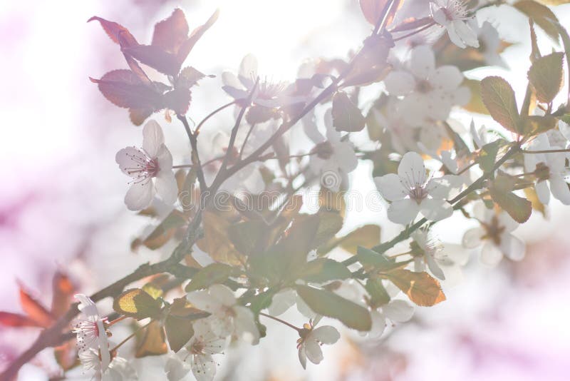 Flowers backlight stock photo. Image of freshness, nature - 24310822