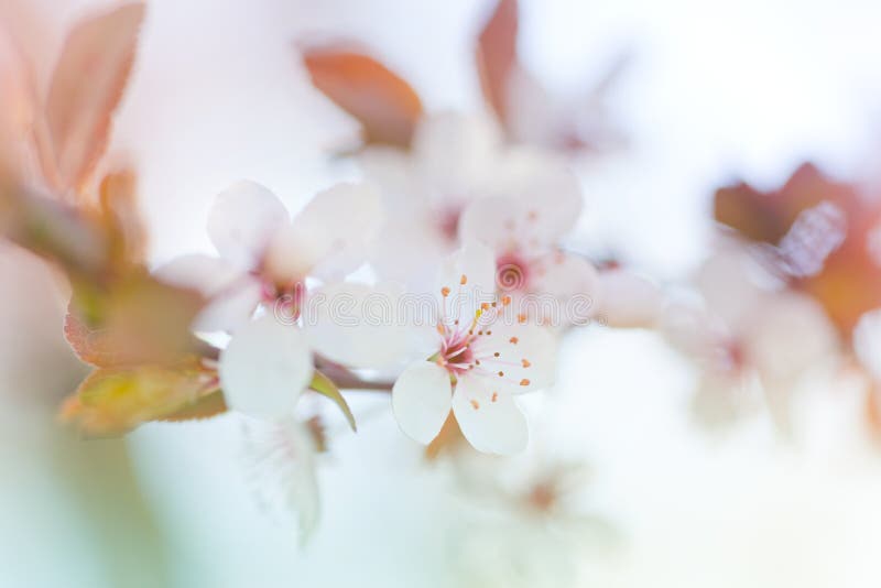 Flowers backlight stock photo. Image of wellness, backlight - 28528090