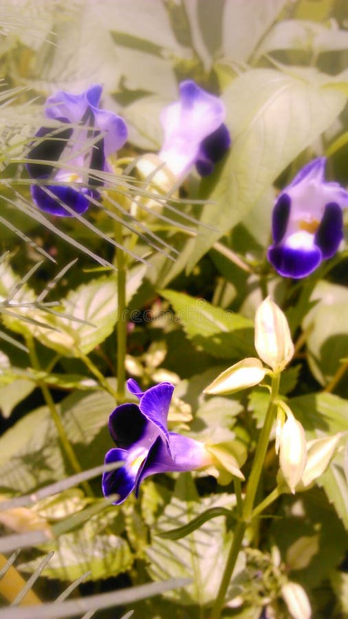 Flowers in the backyard stock photo. Image of colour - 43300556