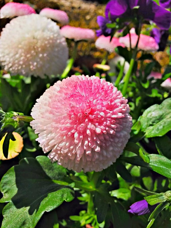 Flowers ball stock image. Image of flower, nature, green - 87993705