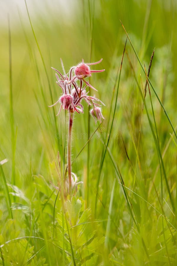Flowers of Banff National Park Canada Stock Photo - Image of nature ...