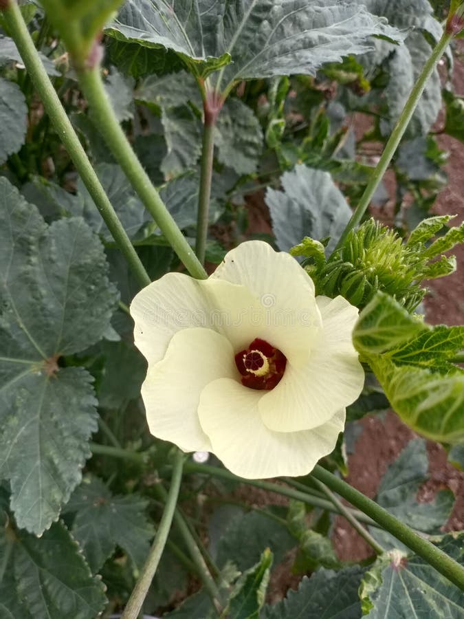 The Flowers on the Banyan Tree. Stock Photo - Image of meadow, banyan ...