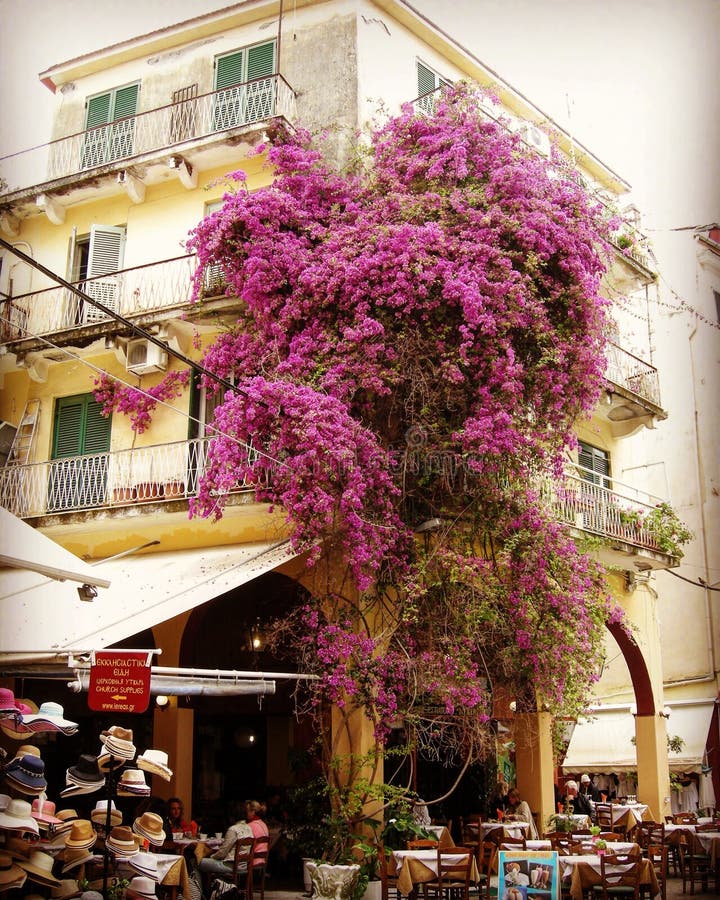 Flowers editorial photography. Image of corfu, flower - 91789457