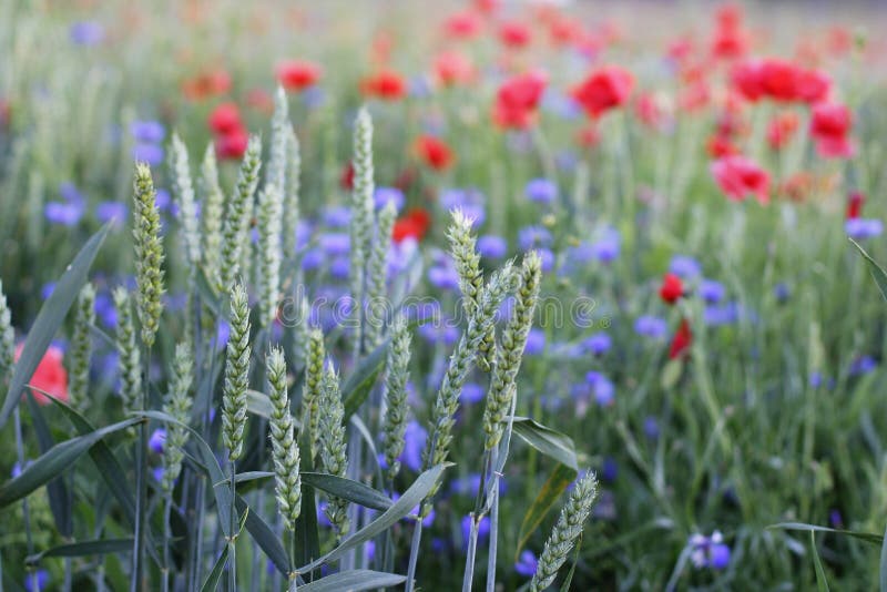 Flowers and barley stock photo. Image of barley, cornflower - 50009586