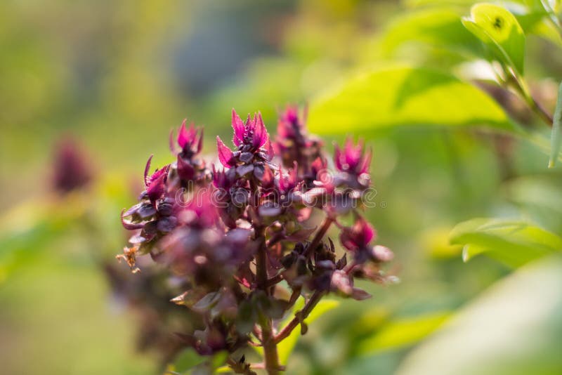 Flowers of Basil Tree in Garden Stock Image - Image of flower, basil ...