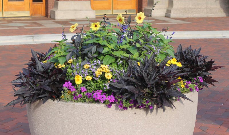 Pink flowers of a tree stock image. Image of blossoms - 158602893