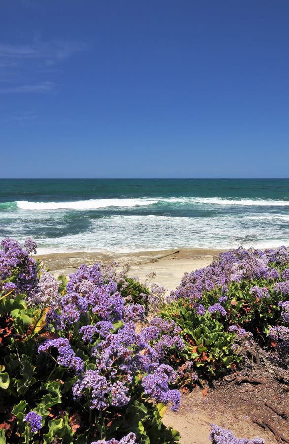 Coastal flowers stock image. Image of pacific, seaside - 19943177