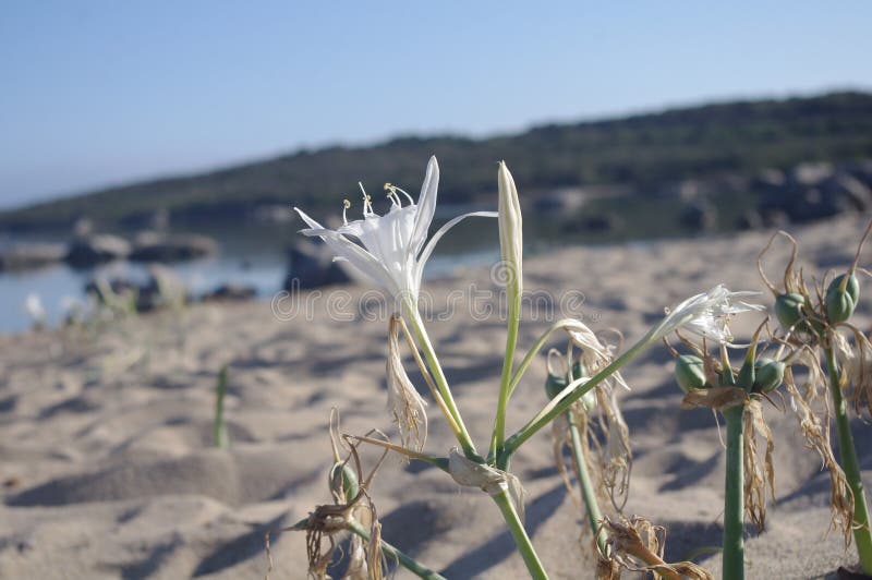 Flowers Beach stock photo. Image of white, flowers, flower - 37923982