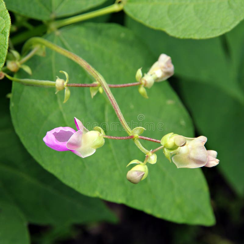 Flowers of beans. stock image. Image of cultivated, green - 29304953