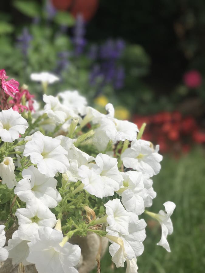 Flowers stock image. Image of chicago, beautiful, flower - 96538659