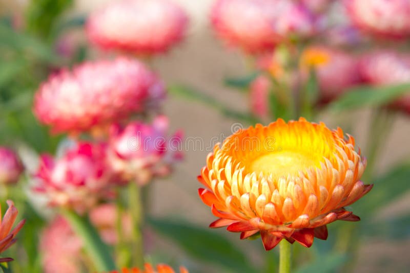 Flowers stock image. Image of card, bright, bouquet - 100803765