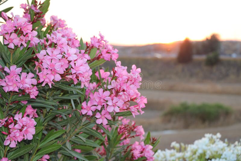 Flowers in Beautiful Cyprus Stock Photo - Image of youshouldbehere ...