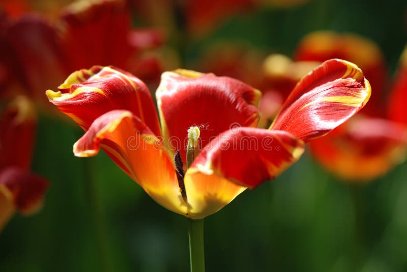 Flowers stock image. Image of attractions, flowers, affair - 53303095