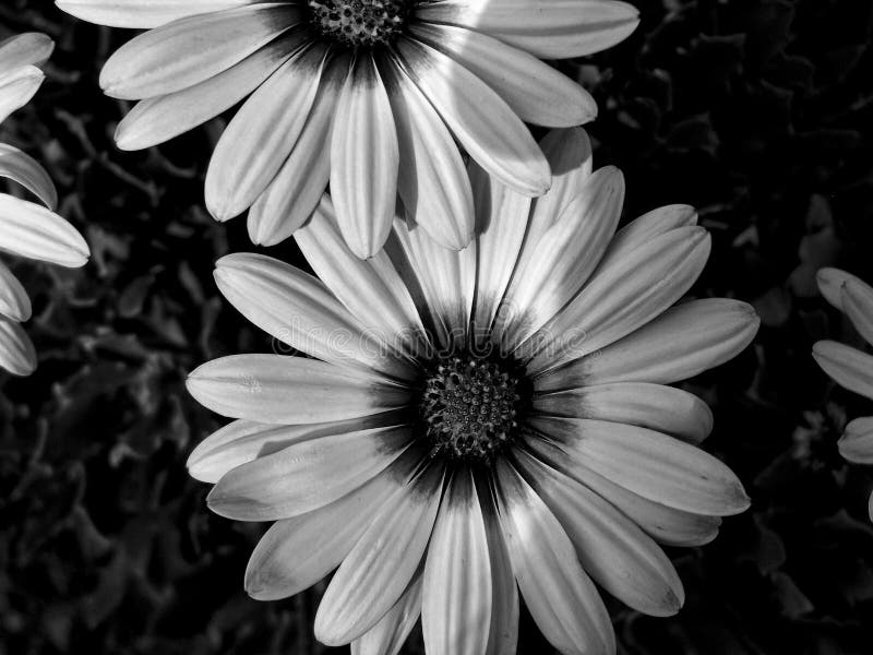 Monochrome Flowers Stock Images - Download 4,984 Royalty Free Photos