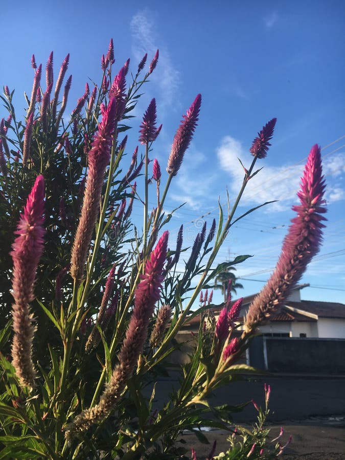 Flowers stock photo. Image of blue, pink, flowers, garden - 142804692