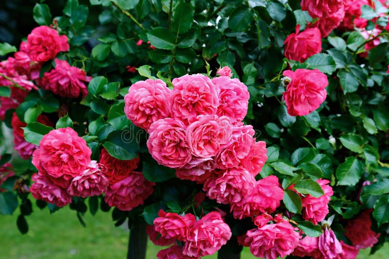 Flowers of Beautiful Pink Roses Stock Photo - Image of pink, long: 74837072