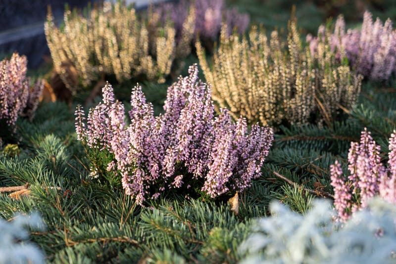 Erika Name Cursive Stock Photos - Free & Royalty-Free Stock Photos from ...