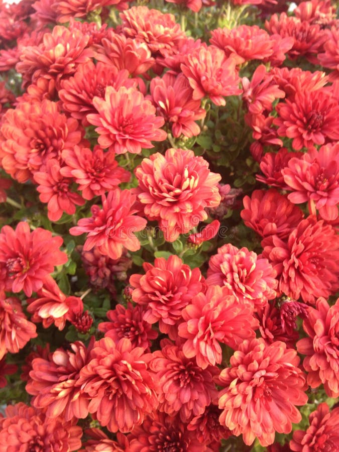 Flowers stock photo. Image of flowers, nice, slovakia - 45305926