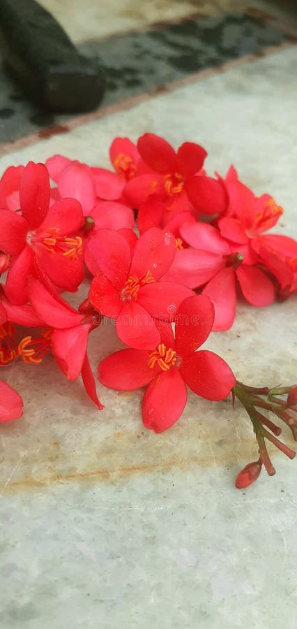 Flowers stock image. Image of nature, colorful, white - 314590331