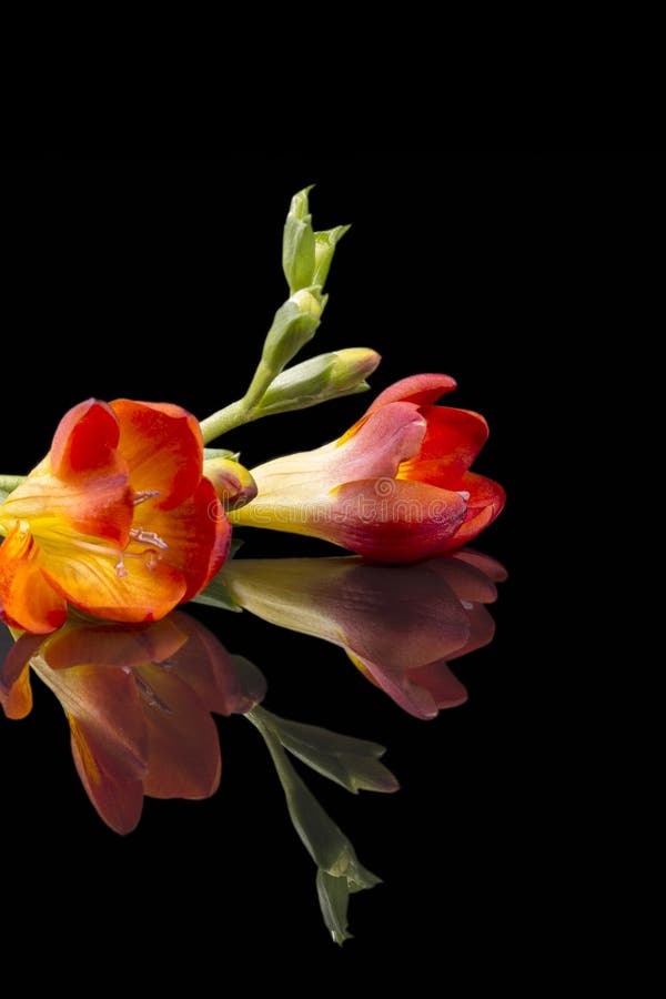 Flowers of Beautiful Red Freesia Isolated on Black Background ...
