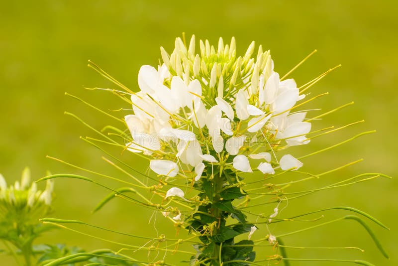 Flowers are Beautiful and Refreshing Stock Image - Image of refreshing ...