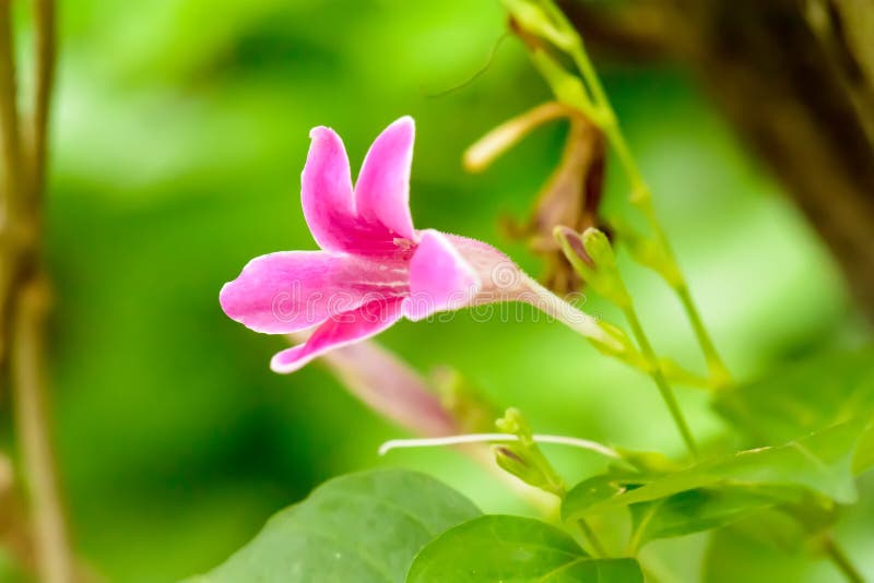 Flowers are Beautiful and Refreshing Stock Photo - Image of natural ...