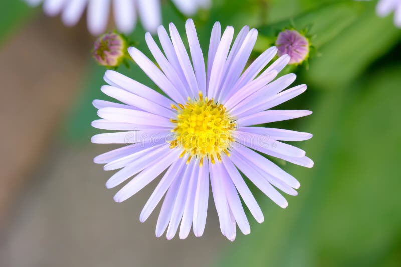 Flowers are Beautiful and Refreshing Stock Photo - Image of style ...