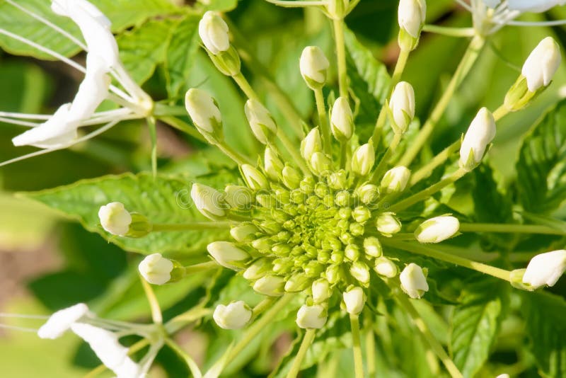 Flowers are Beautiful and Refreshing Stock Image - Image of beauty ...