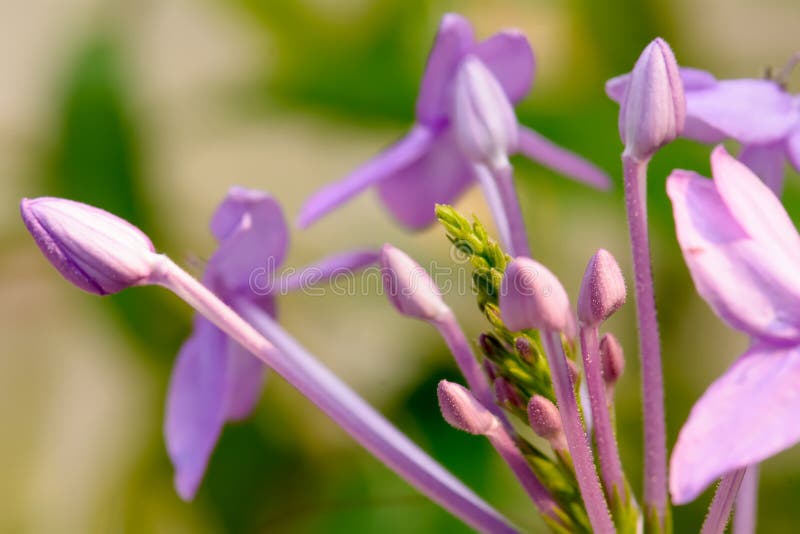 Flowers are Beautiful and Refreshing Stock Photo - Image of style ...