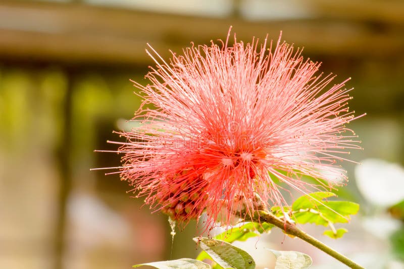 Flowers are Beautiful and Refreshing Stock Image - Image of botanical ...