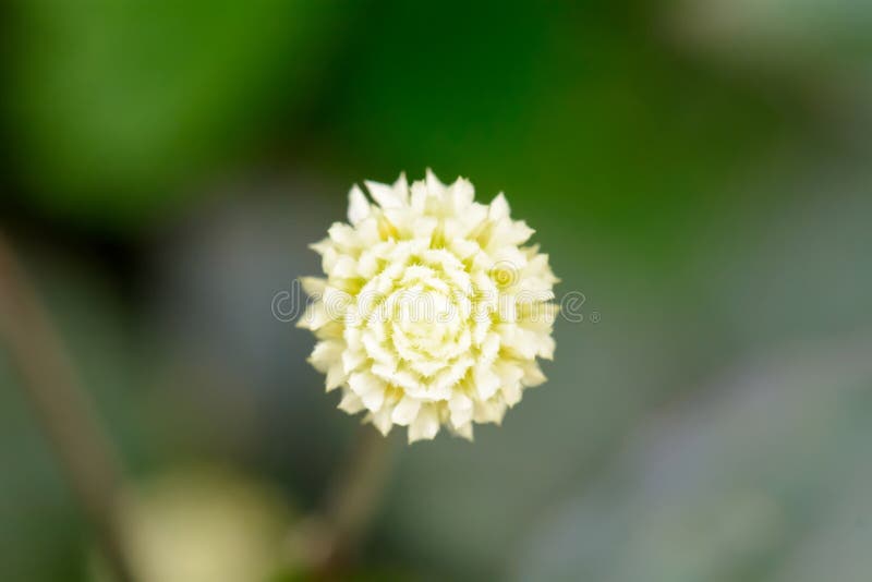 Flowers are Beautiful and Refreshing Stock Image - Image of tree ...