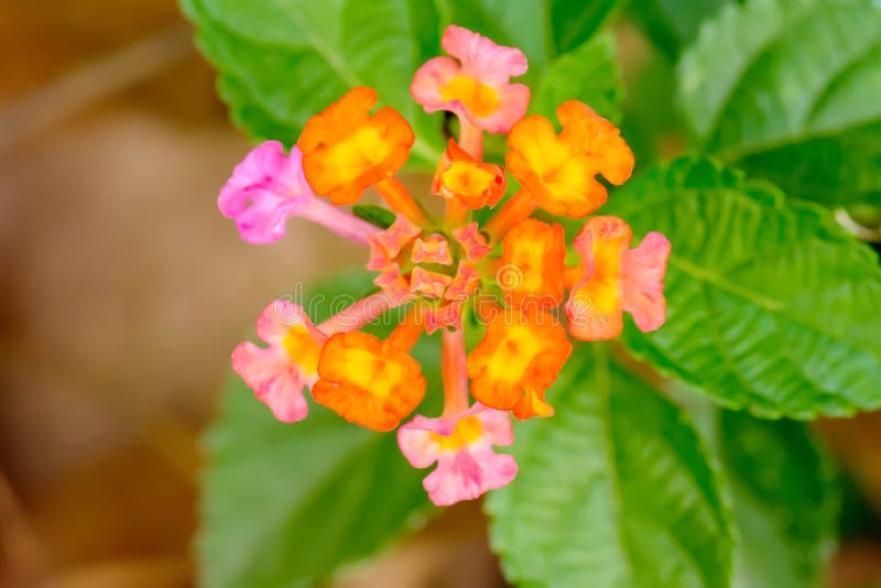 Flowers are Beautiful and Refreshing Stock Image - Image of botanical ...