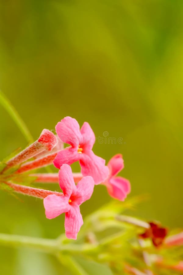 Flowers are Beautiful and Refreshing Stock Image - Image of beauty ...