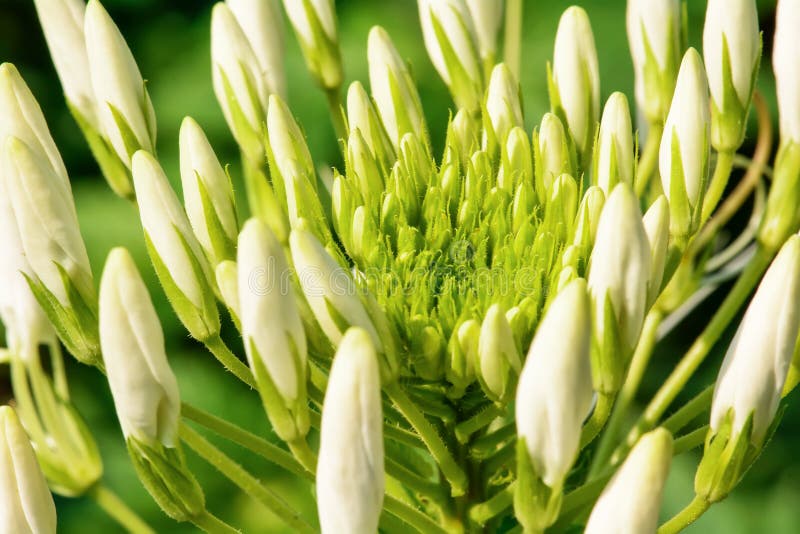 Flowers are Beautiful and Refreshing Stock Photo - Image of bloom ...