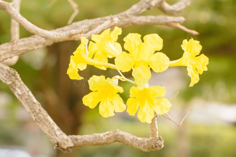 Flowers are Beautiful and Refreshing Stock Image - Image of flowers ...
