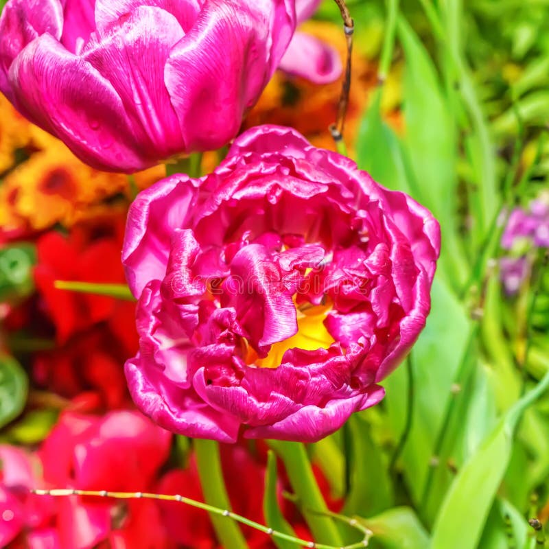 Flowers are beautiful stock photo. Image of macro, blossom - 166301532