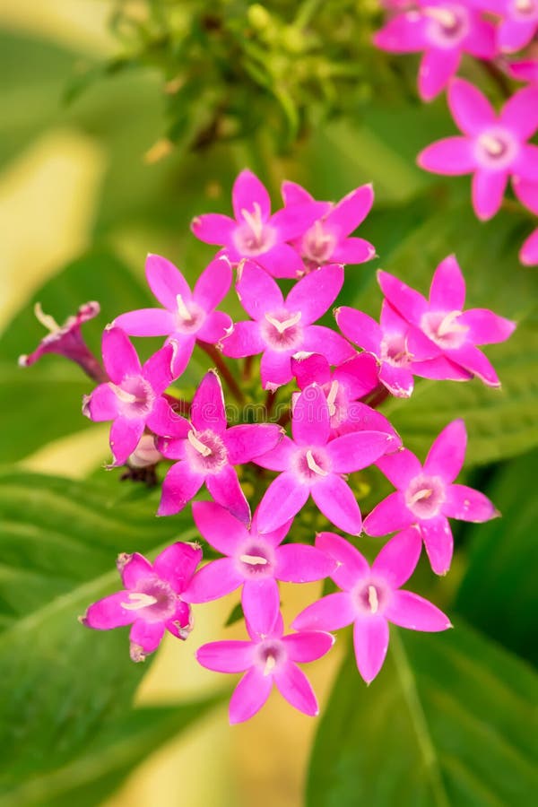 Flowers are beautiful stock image. Image of bright, colorful - 175162323