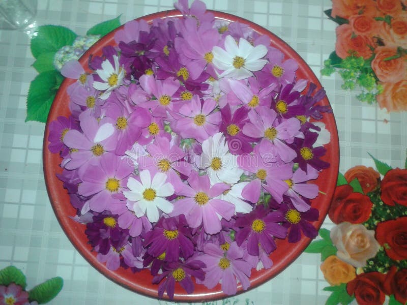 Flowers stock image. Image of roses, flowers, romashka - 129613523