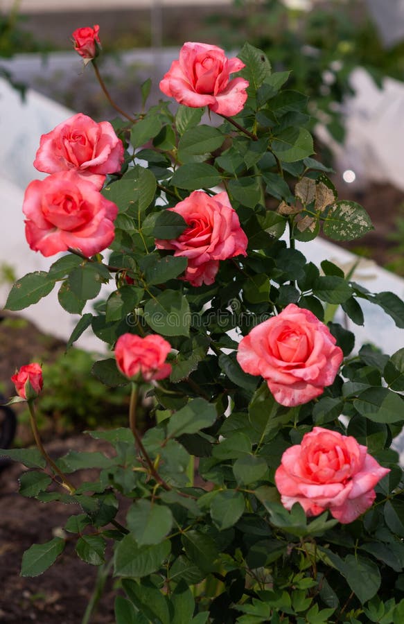 Flowers. a Beautiful Rose Bloomed in the Garden. Stock Image - Image of ...