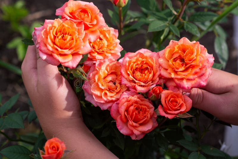 Flowers. a Beautiful Rose Bloomed in the Garden. Stock Image - Image of ...