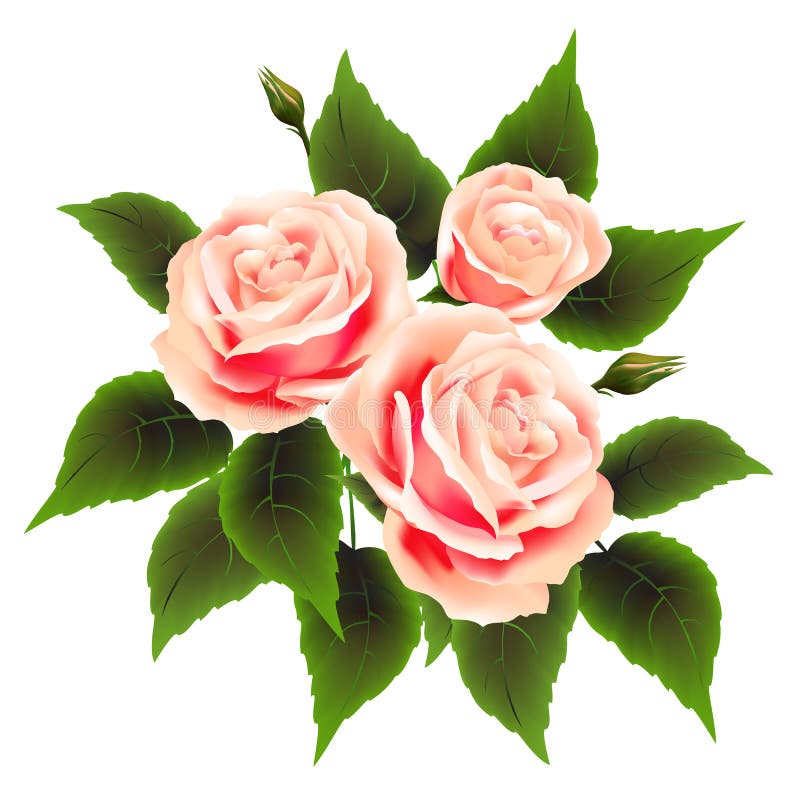 Flowers beautiful roses stock vector. Illustration of herbs - 89331800