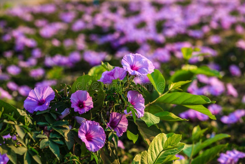 Flowers stock image. Image of macro, mist, flower, blossom - 72690861