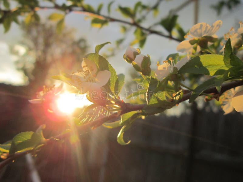 Flowers stock image. Image of green, blum, light, sunray - 96181029
