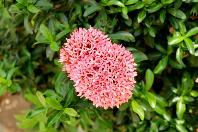 Flowers are Beautiful Things that Nature Has Created. Stock Photo ...