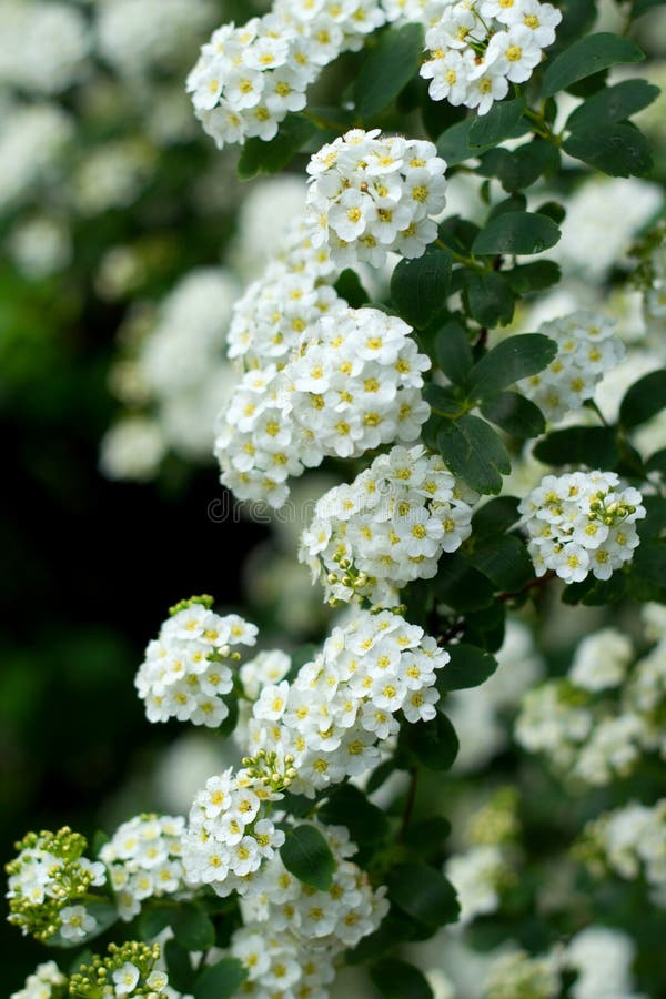 Flowers stock photo. Image of foliage, spring, bright - 40518254