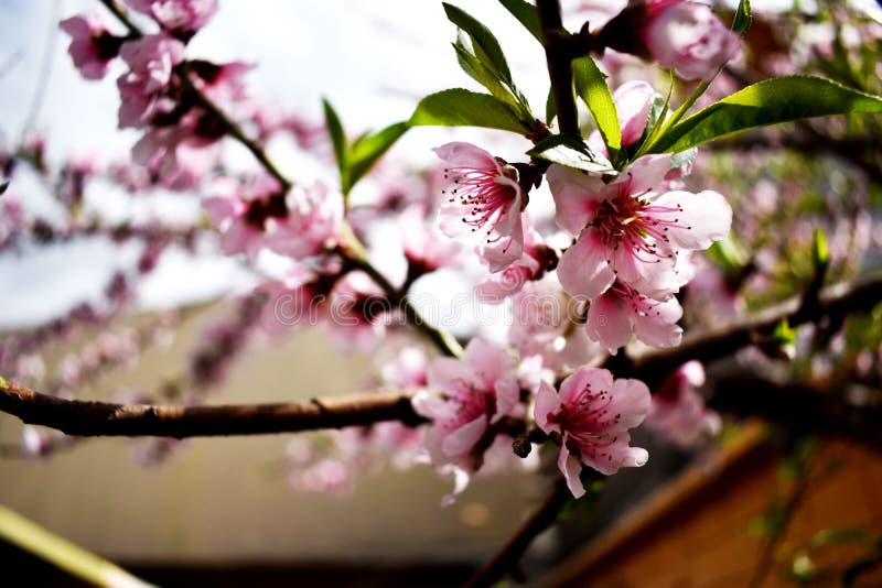 Flowers stock image. Image of landscape, gardener, gardens - 90893517