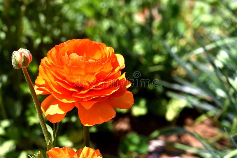 Flowers stock photo. Image of garden, mexico, beautyful - 91347610