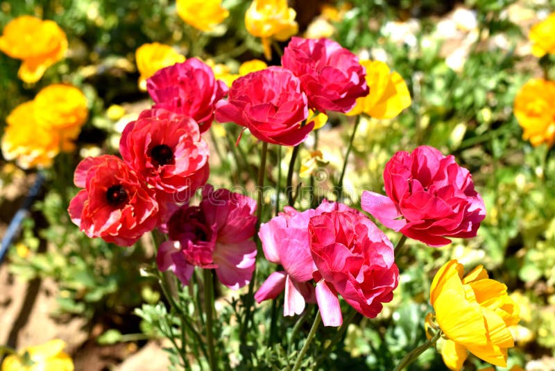 Flowers stock photo. Image of nature, field, gardens - 91347774