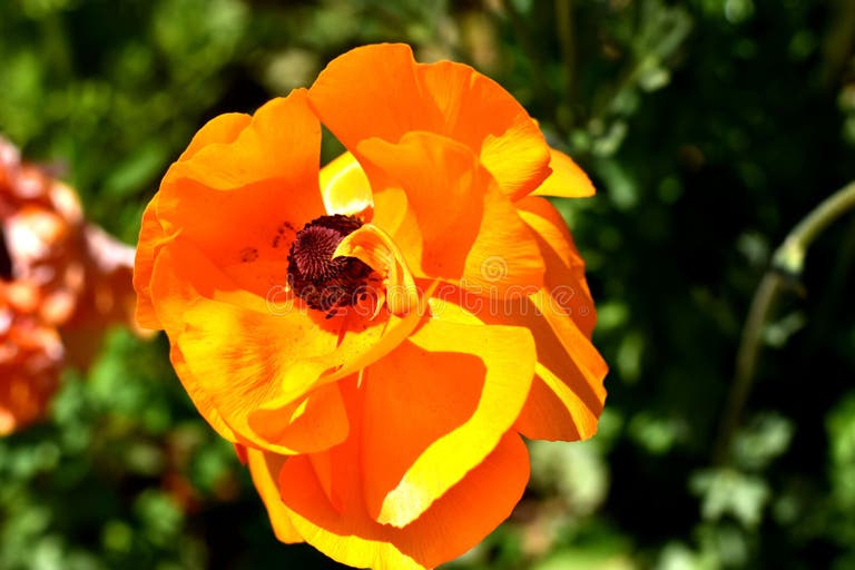 Flowers stock photo. Image of flowers, gardener, field - 91347778